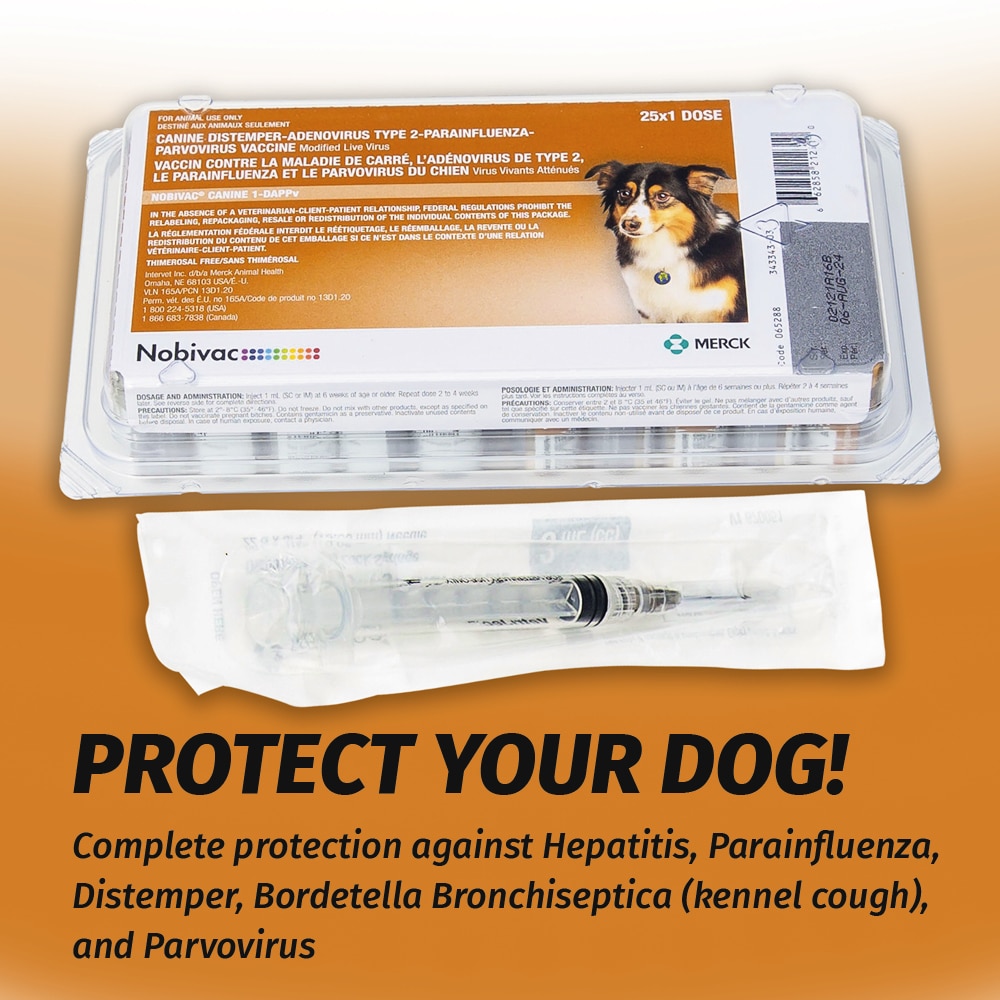 5 Way Dog Vaccine | Protect Your Canine From Diseases