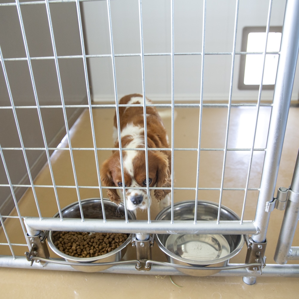 2" x 4" Welded Wire Dog Kennel Fencing | Quality Containment