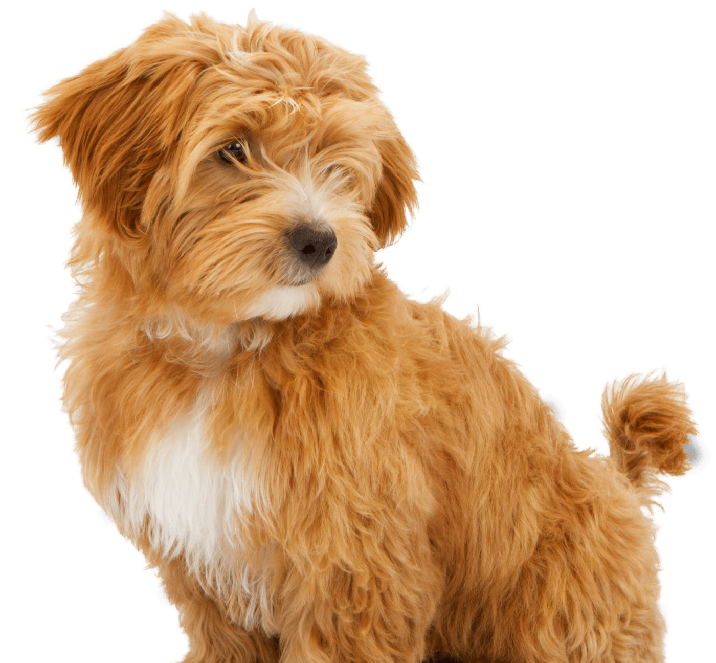 5-Dog Vaccine Shots W/O Syringe | Backyard Pet Supplies