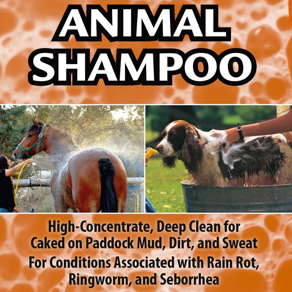 First Companion Animal Shampoo - Pina Colada | Backyard Pet Supplies