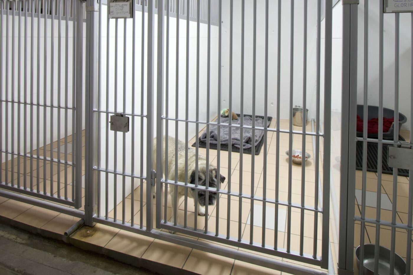 Dog Kennel Renovations | Backyard Pet Supplies